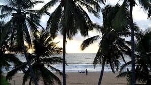 Uma praia com palmeiras e o oceano.