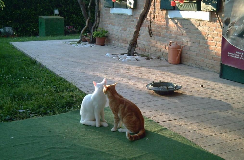 Dois gatos sentados num pátio pavimentado, com um muro de tijolos e plantas em vasos ao fundo.