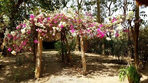 Um jardim com uma pérgula de madeira coberta de flores rosa e brancas.