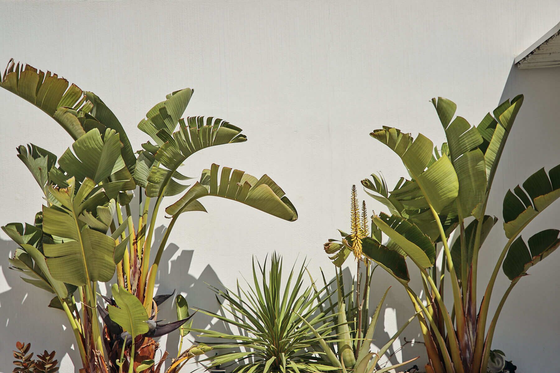 Diversas plantas de folhas grandes, incluindo bananeiras e agave, diante de uma parede lisa.