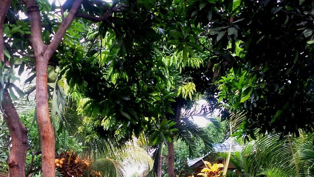 Um caminho flanqueado por plantas tropicais e um calçadão de concreto.