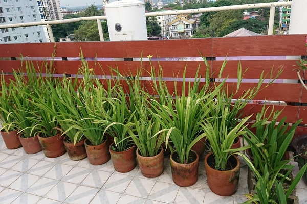 Terraço/pátio interior
