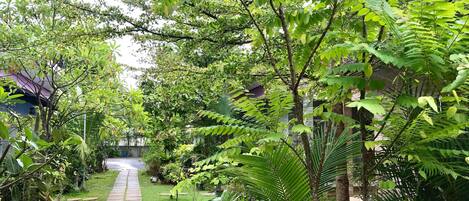 Um caminho no jardim, cercado por vegetação exuberante e diversas plantas.