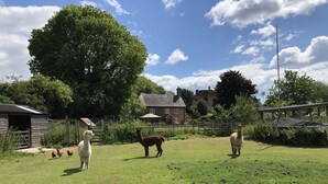Uma propriedade rural com um campo gramado, um celeiro de madeira e uma árvore grande.