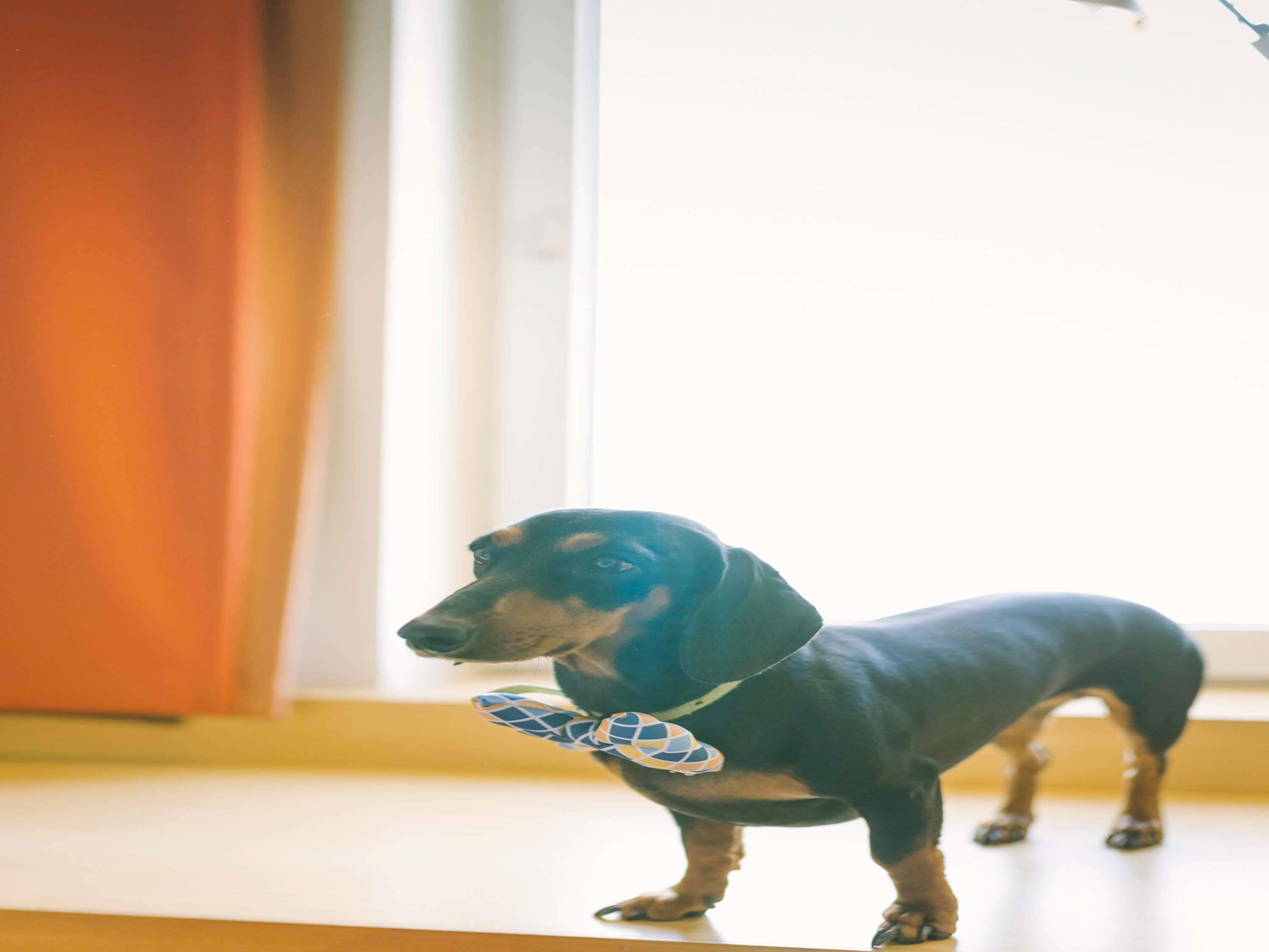 Um dachshund em ambiente interno, com uma coleira estampada, próximo a uma janela com cortinas.