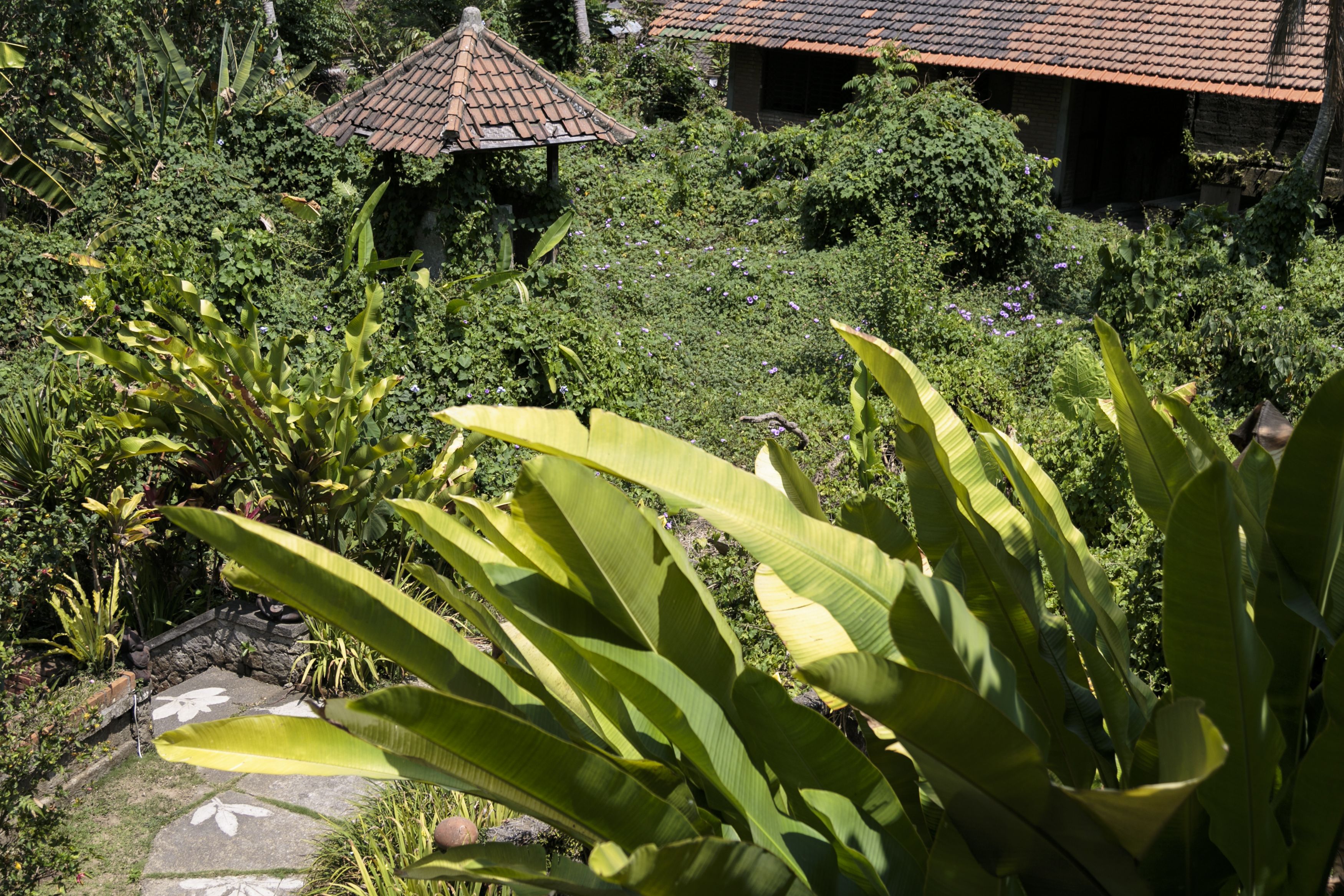 Um jardim exuberante com grandes folhas de bananeira em primeiro plano, um caminho de pedra e uma casa tradicional com telhado de cerâmica ao fundo.