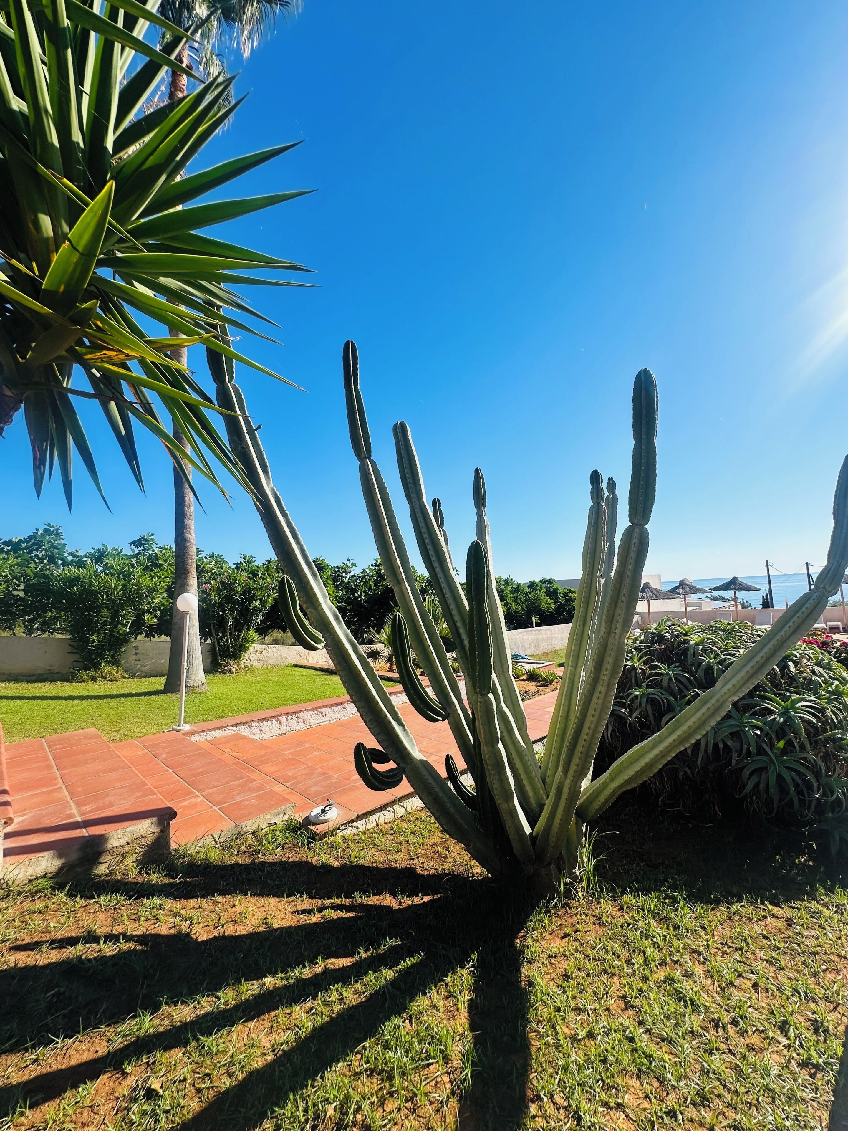 Um jardim de cactos sob um céu limpo.