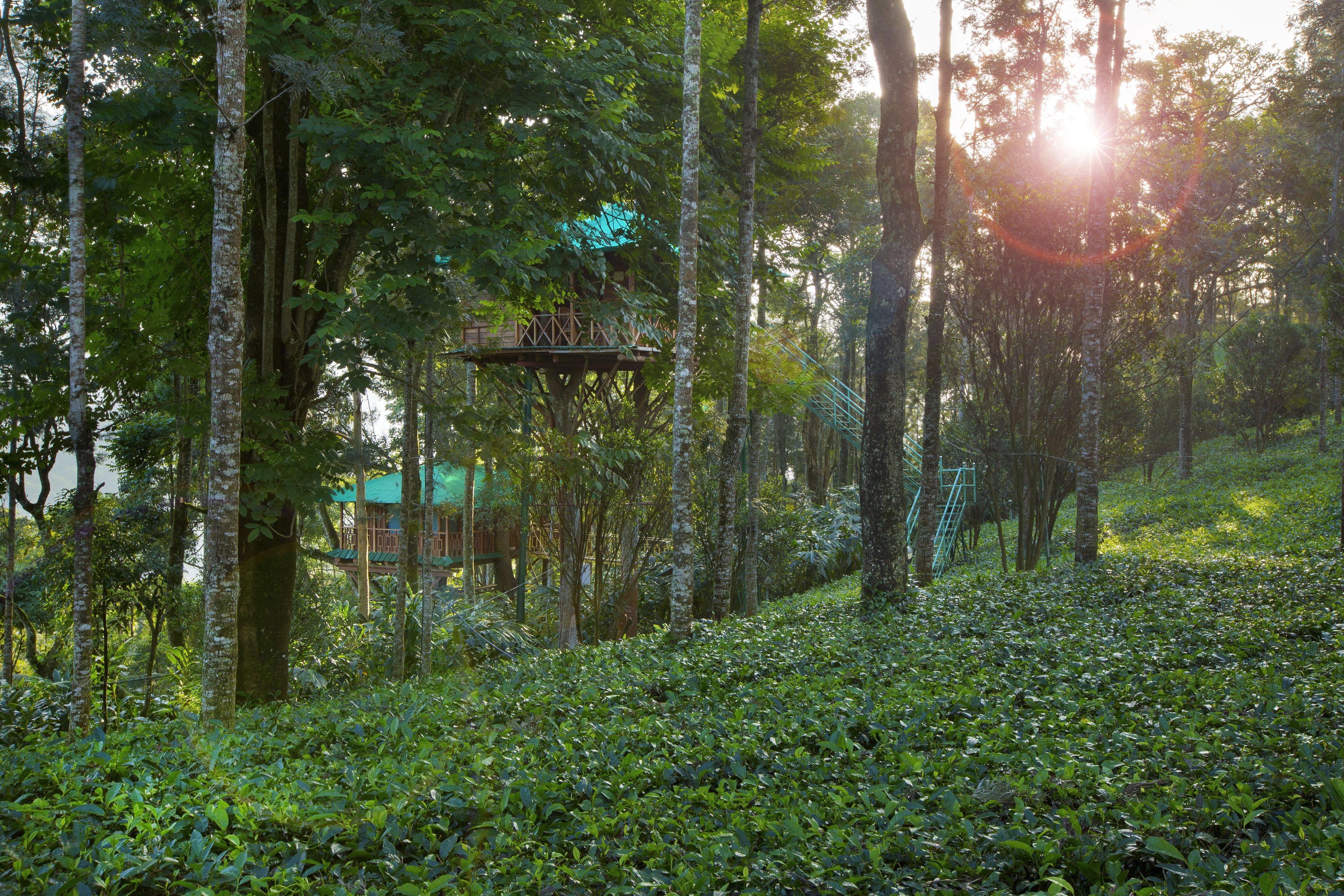 Uma área arborizada com uma estrutura de casa na árvore.