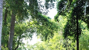 Uma trilha serpenteia por um parque com árvores e um caminho de cascalho.