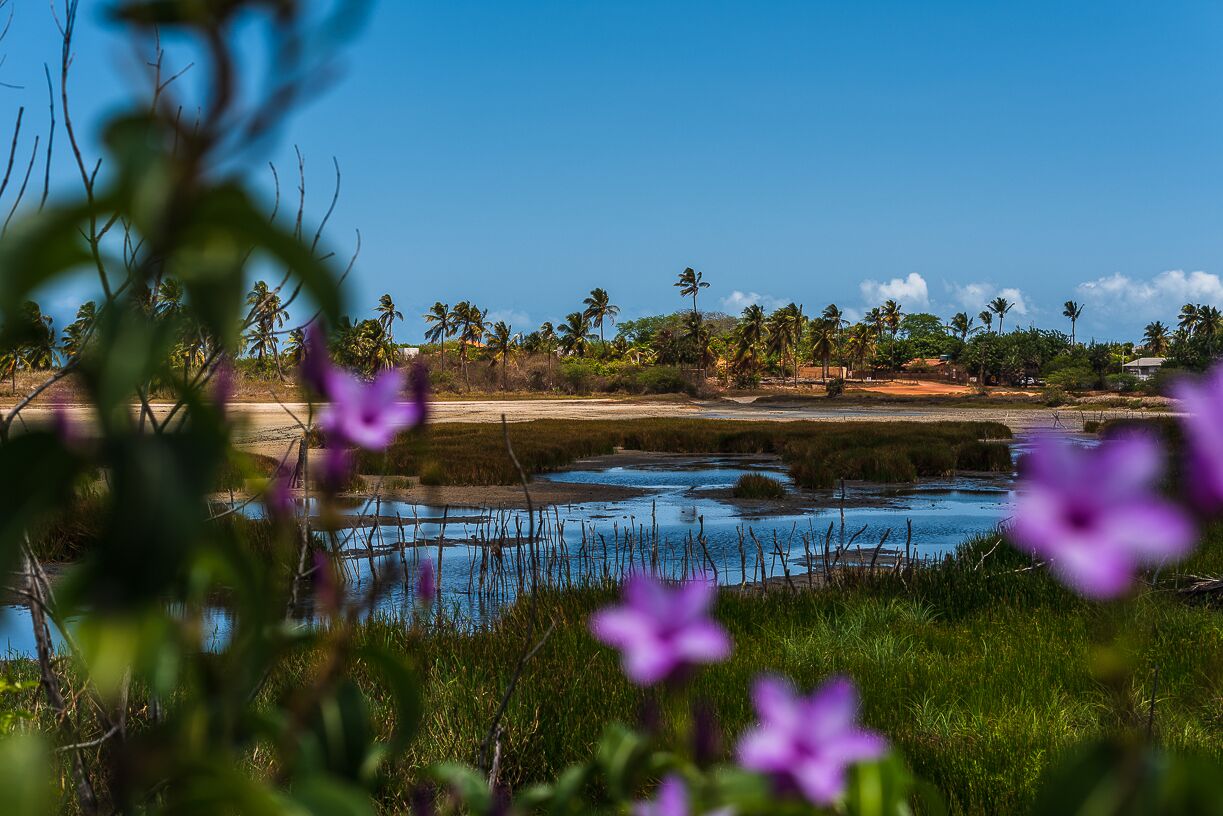 Paisagem costeira com céu claro, palmeiras e um corpo d'água.