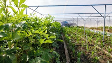 Terraço/pátio