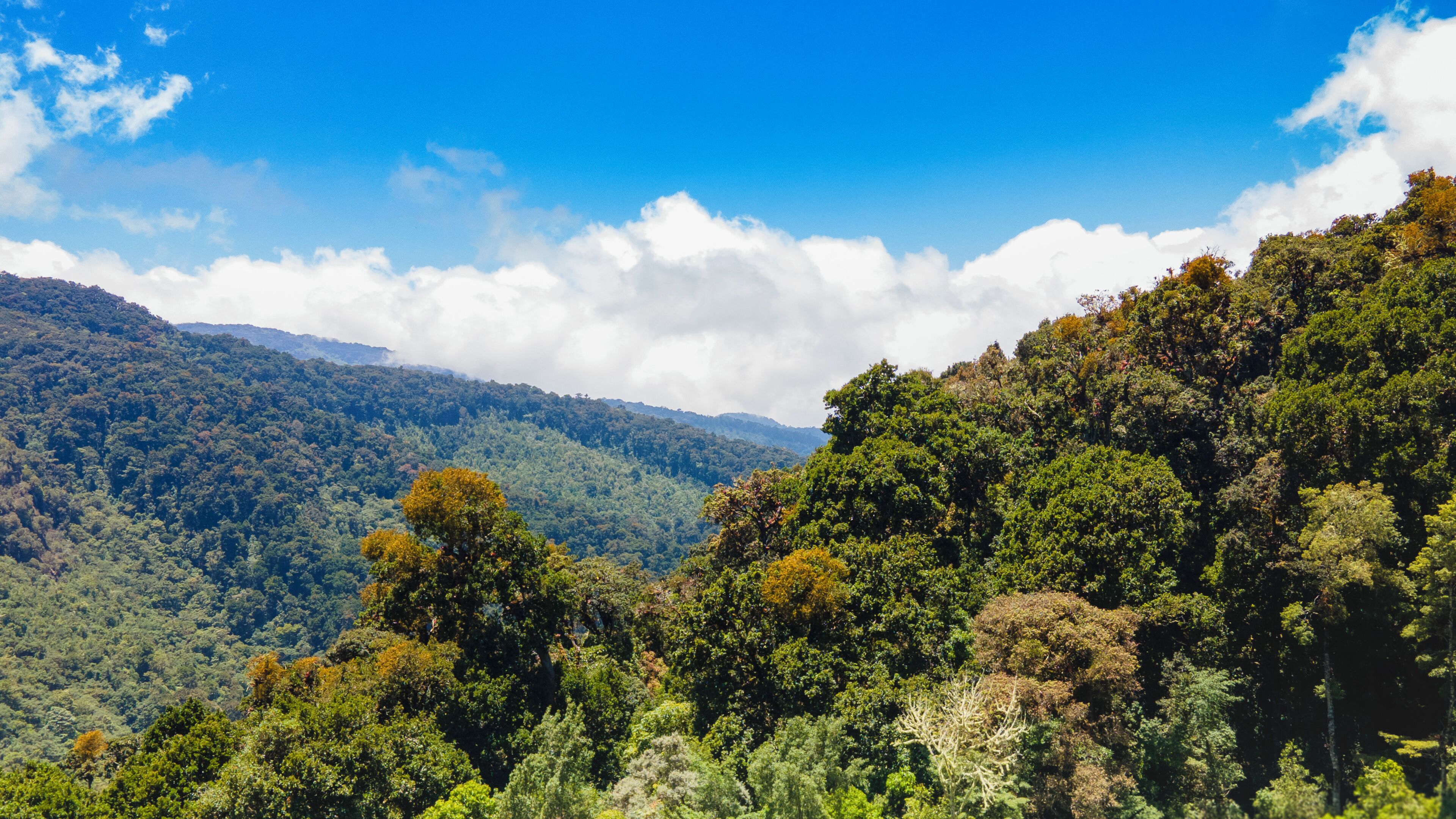 Paisagem montanhosa com floresta densa.