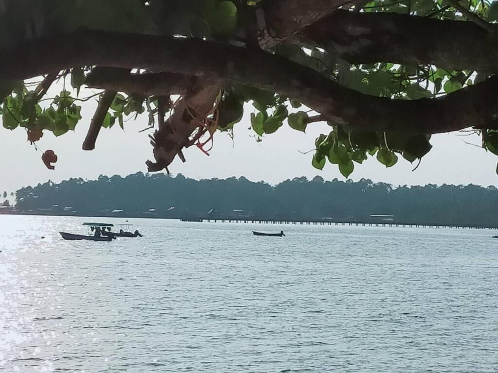 Água calma com barcos, um cais e uma árvore com folhas.