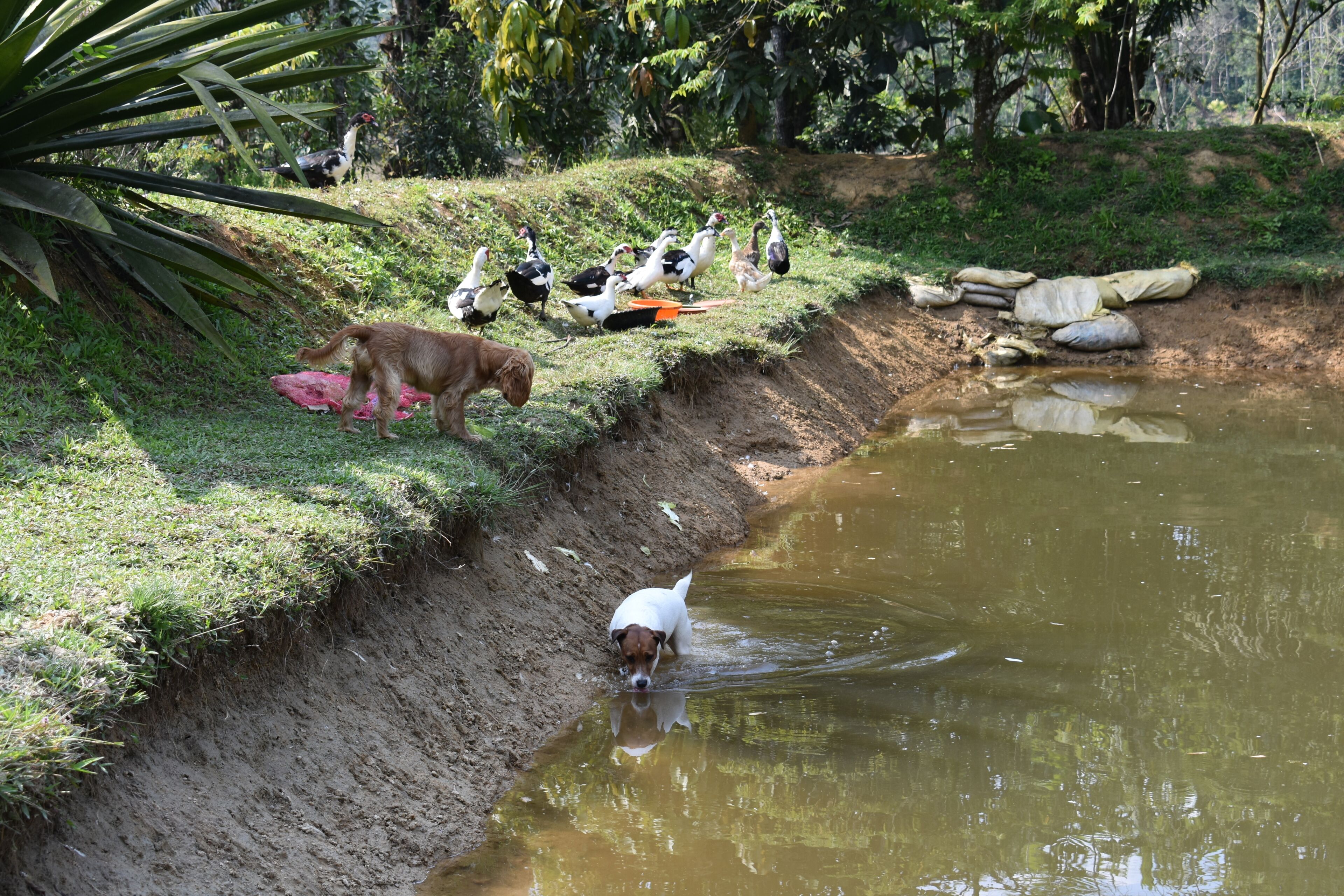 Um cão e patos perto de um corpo d'água, com uma área gramada e árvores ao fundo.