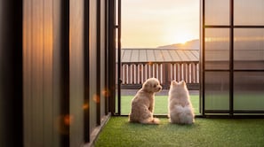 Dois cães sentados em grama sintética numa sala com janelas amplas e vista para uma cerca de madeira.