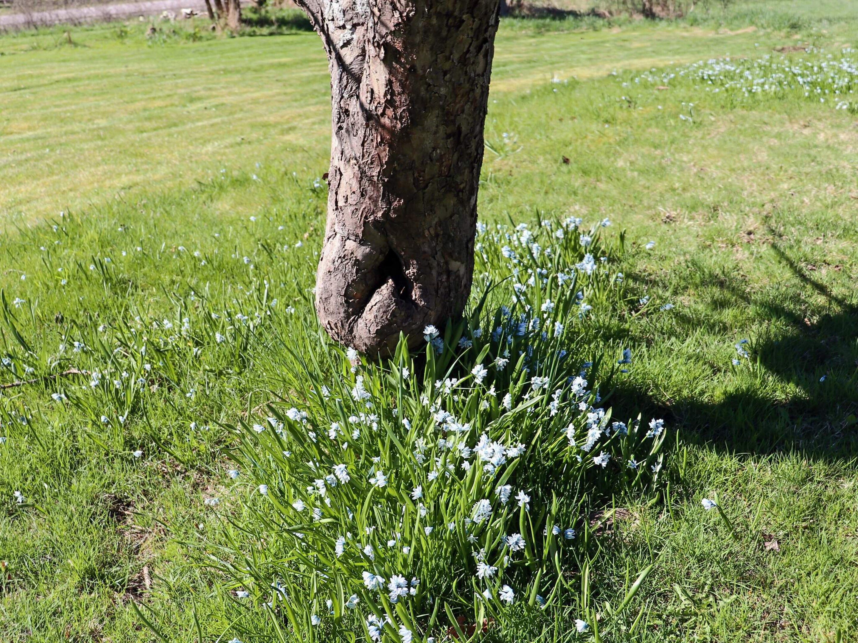 Tronco de árvore cercado por um gramado com pequenas flores brancas.
