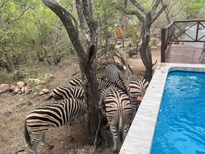 5 piscinas externas