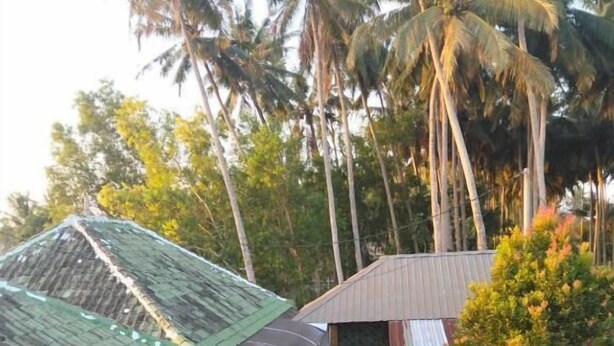 Um edifício com telhado inclinado, cercado por vegetação exuberante e altas palmeiras.
