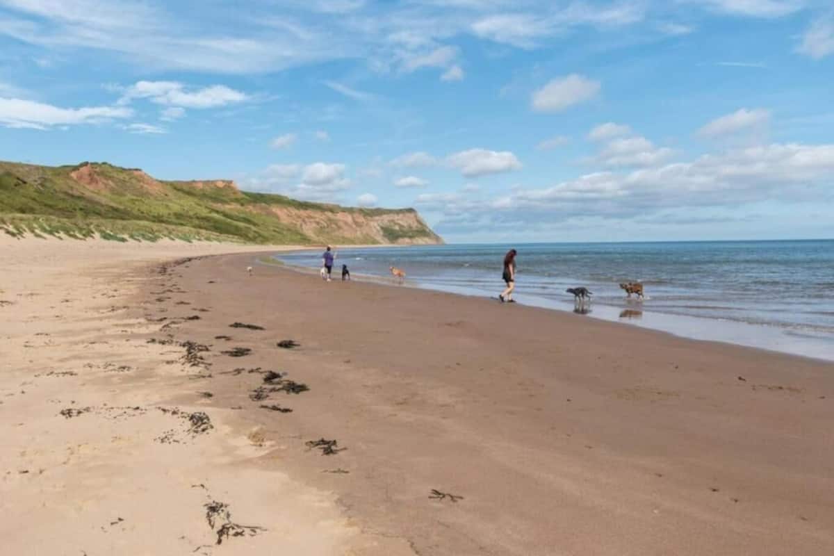 Uma praia com pessoas e cães caminhando pela orla, céu claro e falésias ao longe.