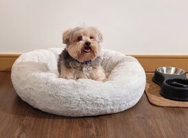 Um cão pequeno numa caminha fofa e branca sobre um chão de madeira, com uma tigela de metal para cães e um tapete castanho por perto.