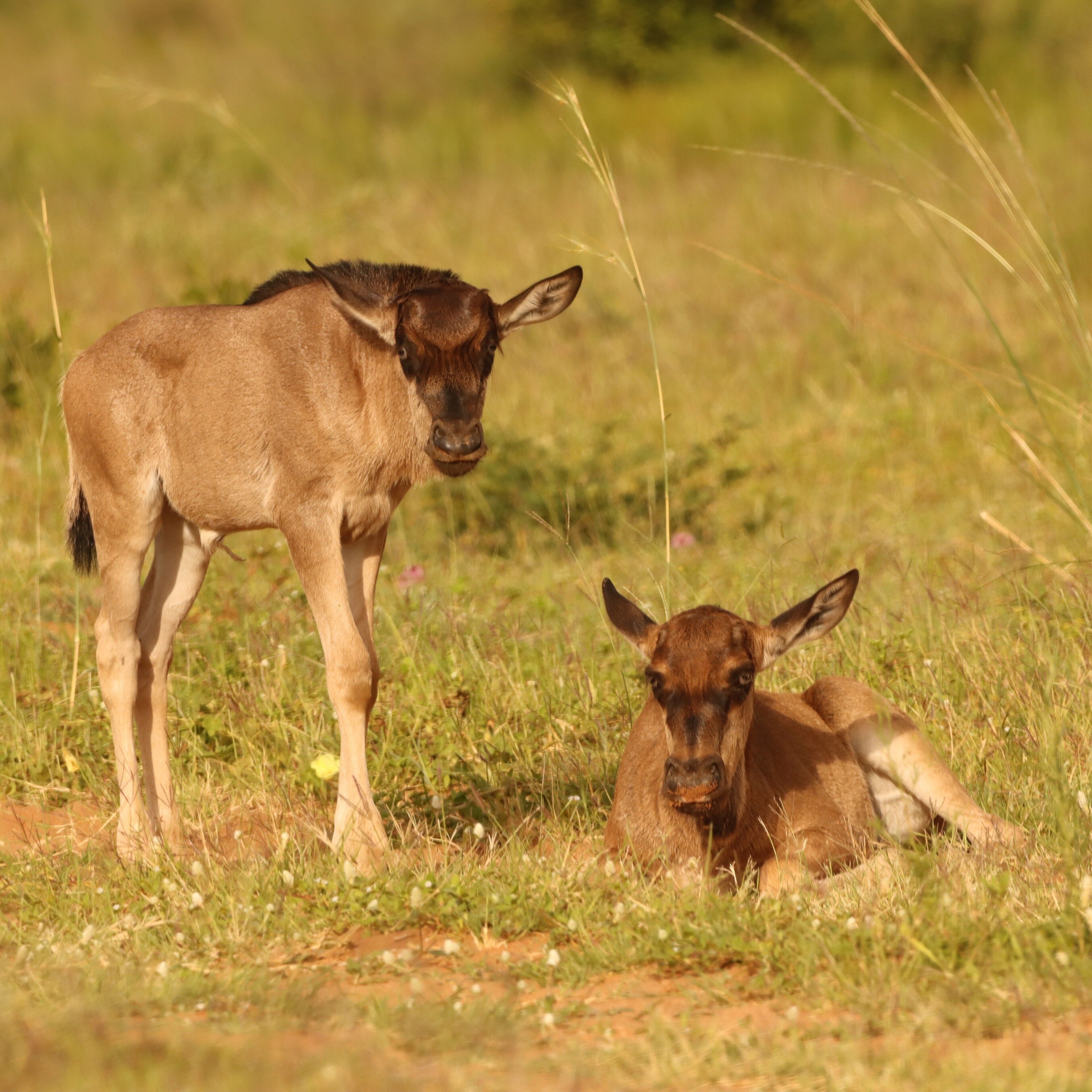 Dois animais jovens em um campo gramado.