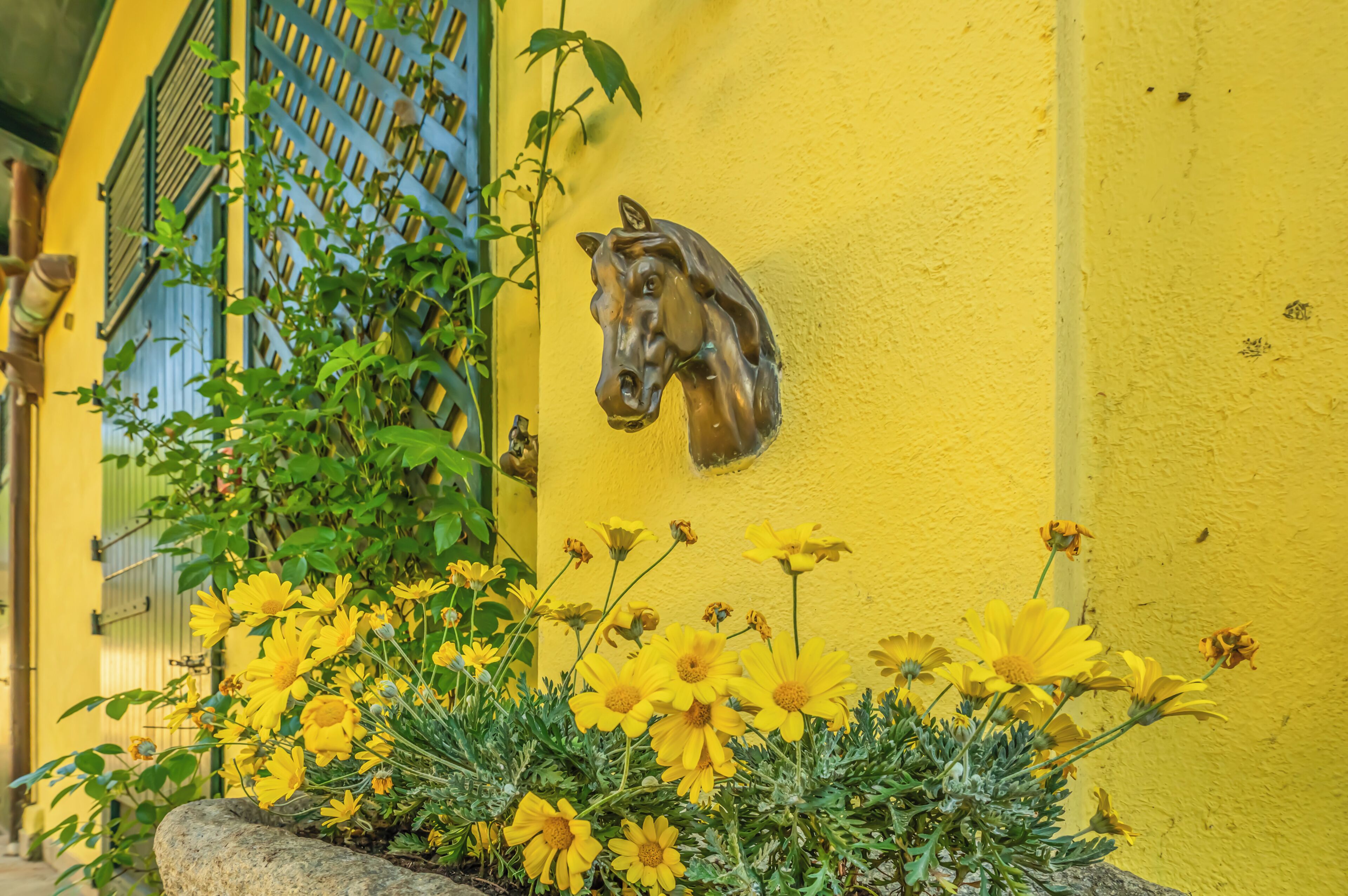Paredes amarelas com uma escultura de cabeça de cavalo, uma janela com persianas azuis e flores amarelas em um vaso.