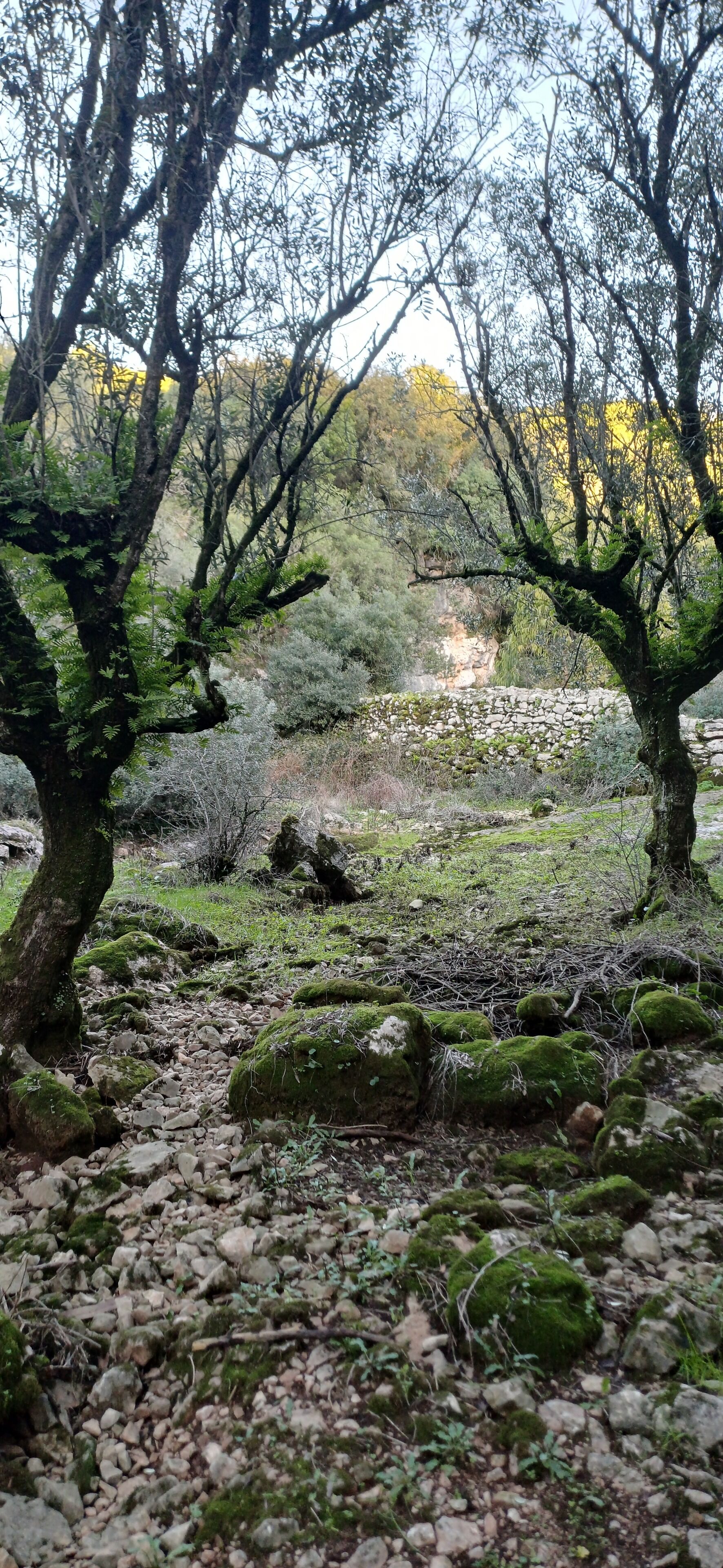Uma área arborizada com rochas e árvores cobertas de musgo.