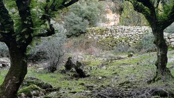 Uma área arborizada com rochas e árvores cobertas de musgo.