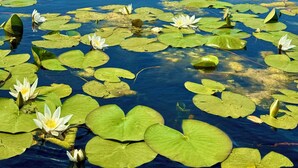 Um lago com vitórias-régias e folhagem verde.