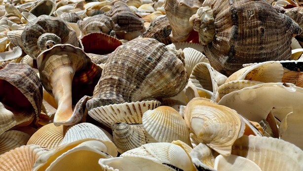 Uma praia com inúmeras conchas espalhadas pela areia.