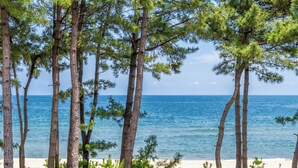 Uma praia com altas pinheiras e vista para o oceano.
