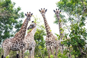 Um grupo de girafas em um ambiente natural, com árvores e folhagem.