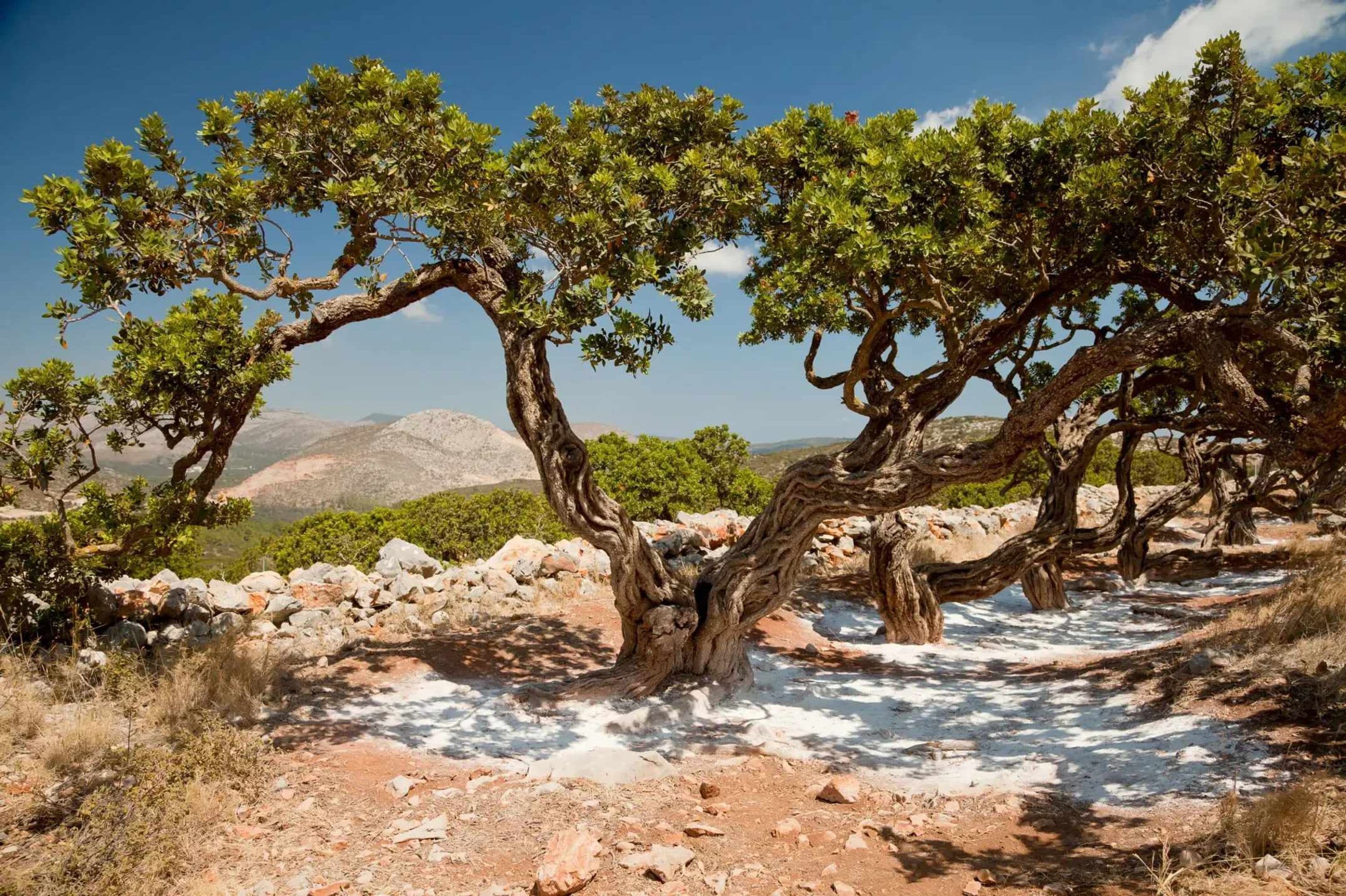 Uma árvore com galhos retorcidos em uma paisagem rochosa.