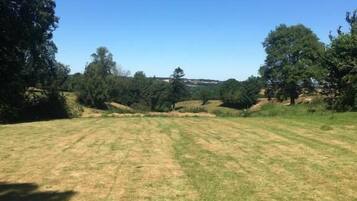 Um campo gramado com árvores e um céu azul claro.