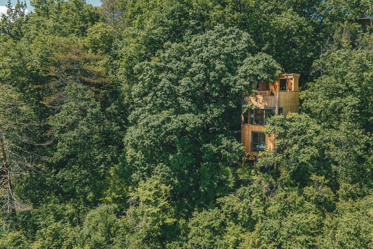 Uma área arborizada com uma estrutura de madeira em vários níveis, parcialmente escondida pelas árvores.