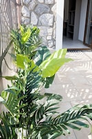 Uma planta em vaso com folhas largas em área externa bem iluminada, com paredes de pedra e piso de azulejos.