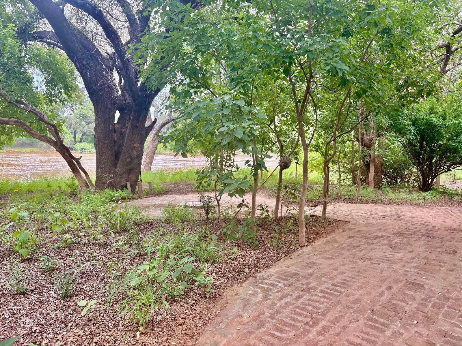 Uma trilha pavimentada serpenteia por uma área natural com árvores e um tronco de árvore grande.