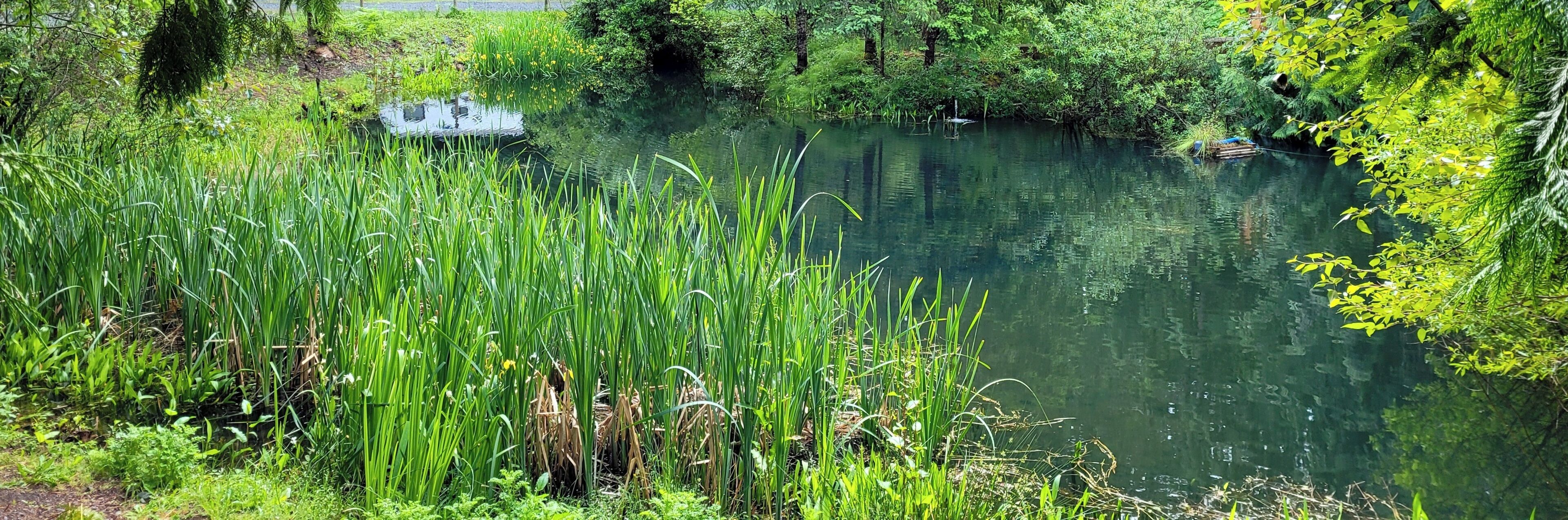 Um lago natural rodeado por vegetação densa e um pequeno cais.