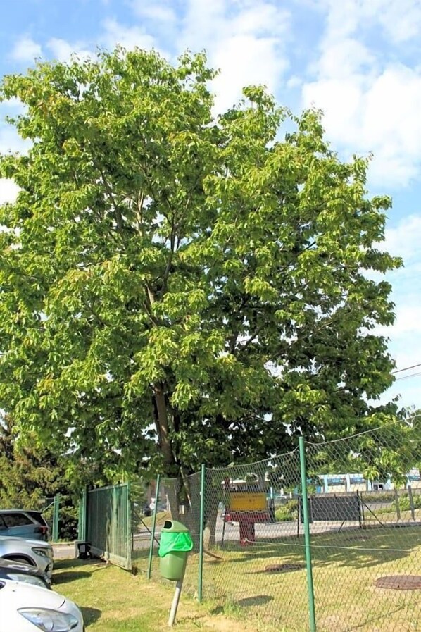 Uma área arborizada com uma lixeira verde, uma cerca e um edifício ao fundo.