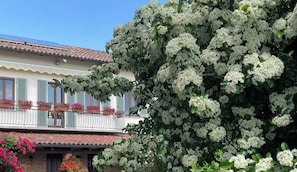 Um edifício com varanda, plantas em vasos e uma árvore com flores brancas.