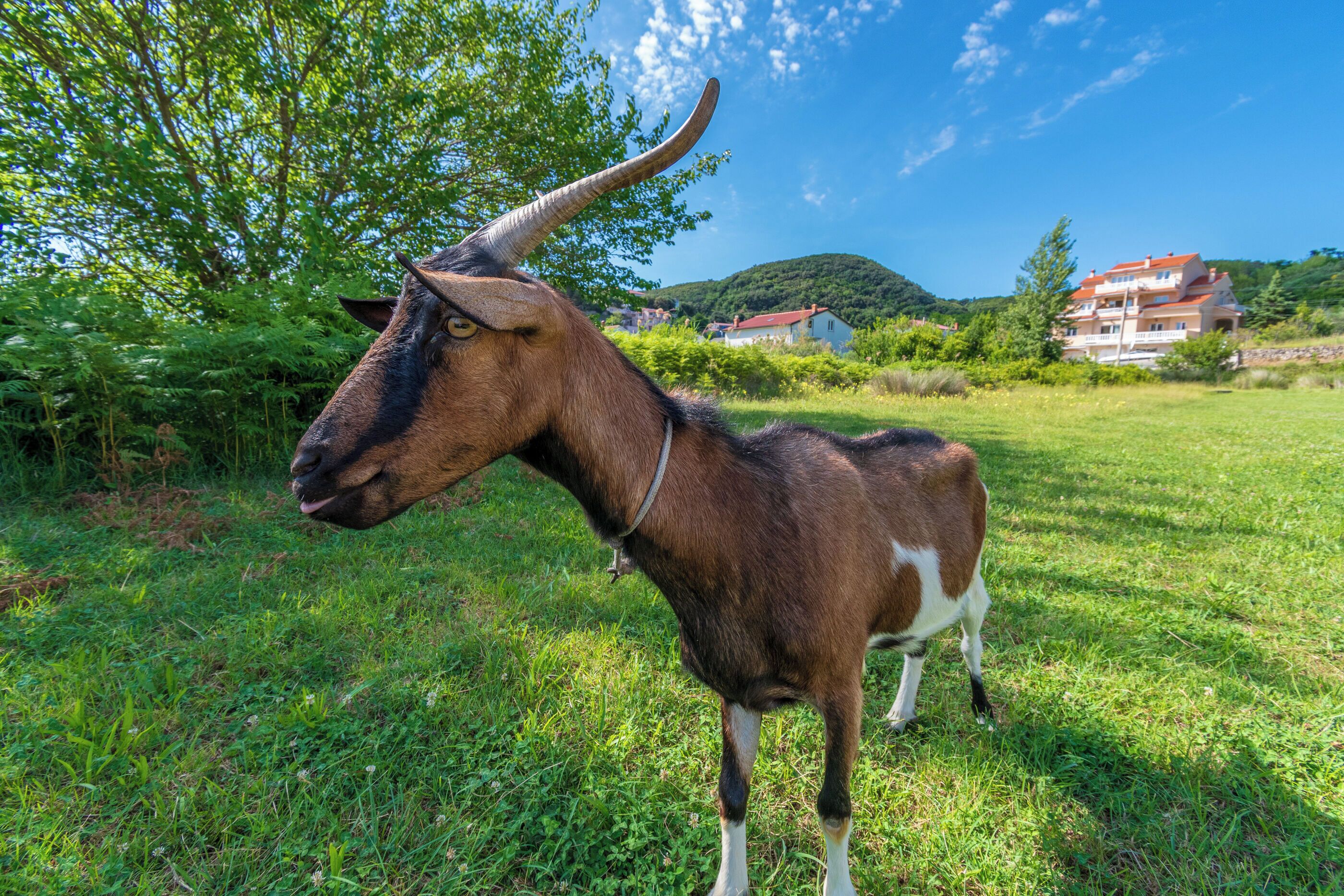 Uma cabra em um campo gramado com edifícios ao fundo.