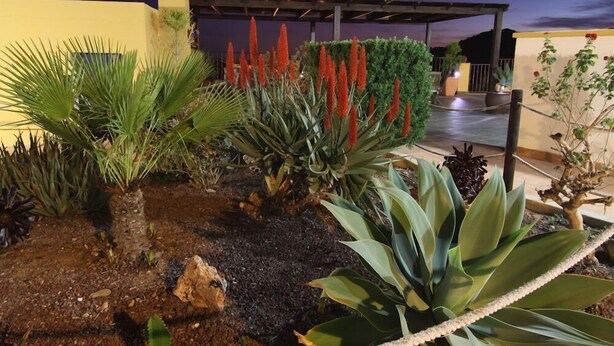 Um jardim com diversas plantas e uma estrutura de pérgola.