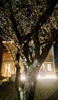Uma árvore com flores brancas em frente a um edifício com janelas e portas estampadas.