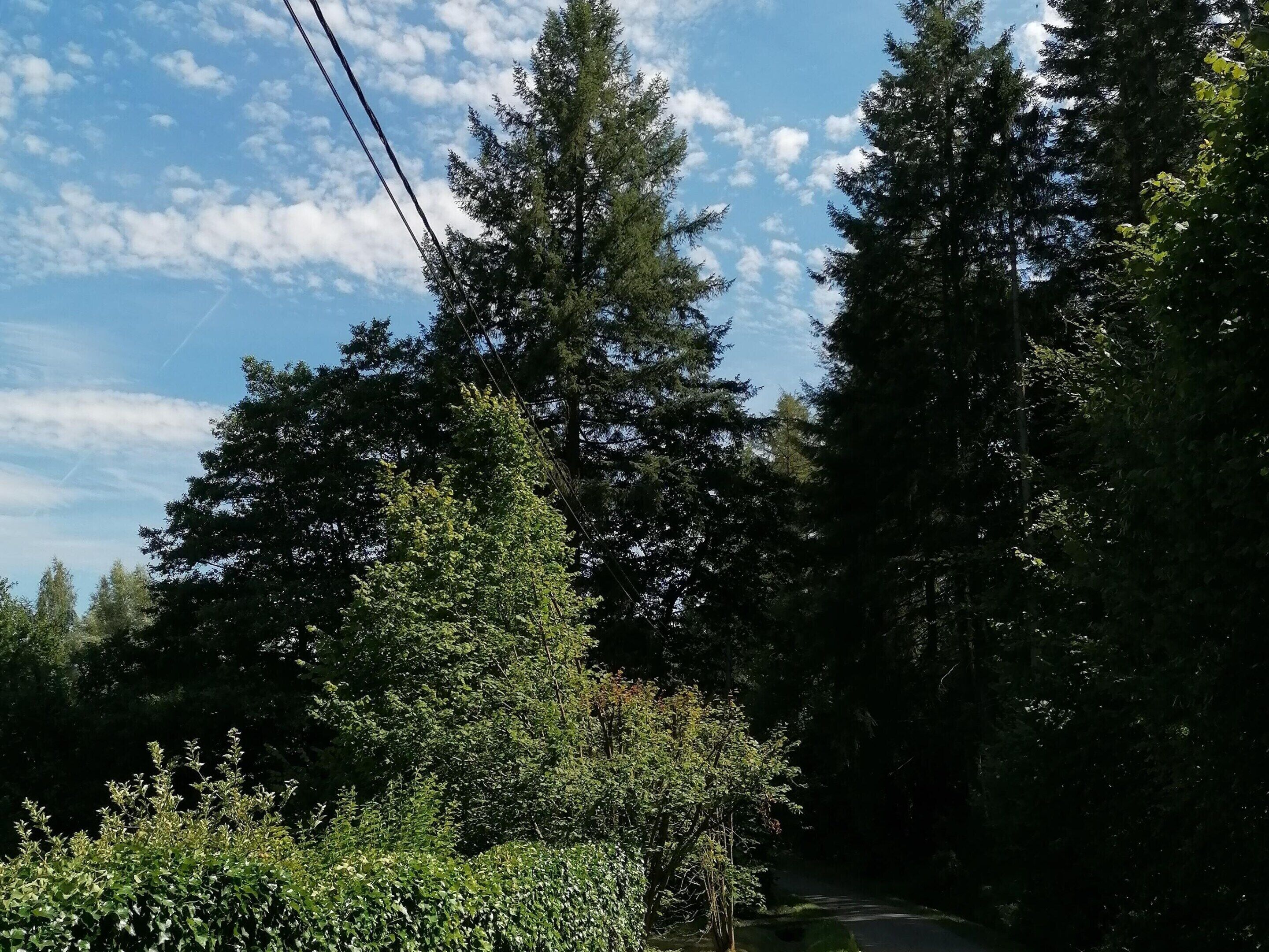 Uma estrada cercada por floresta densa, com árvores altas e céu claro.