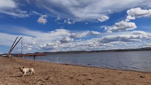 Uma praia com um cão, uma grua e um corpo de água sob um céu nublado.
