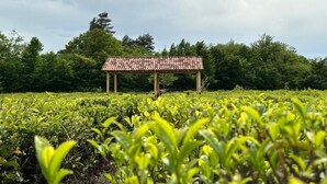 Um gazebo em uma plantação de chá com telhado de cerâmica e estrutura de madeira, rodeado por vegetação exuberante e árvores.