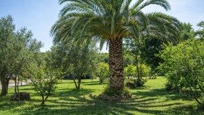 Um jardim bem cuidado com uma palmeira imponente, diversos arbustos e um céu limpo.
