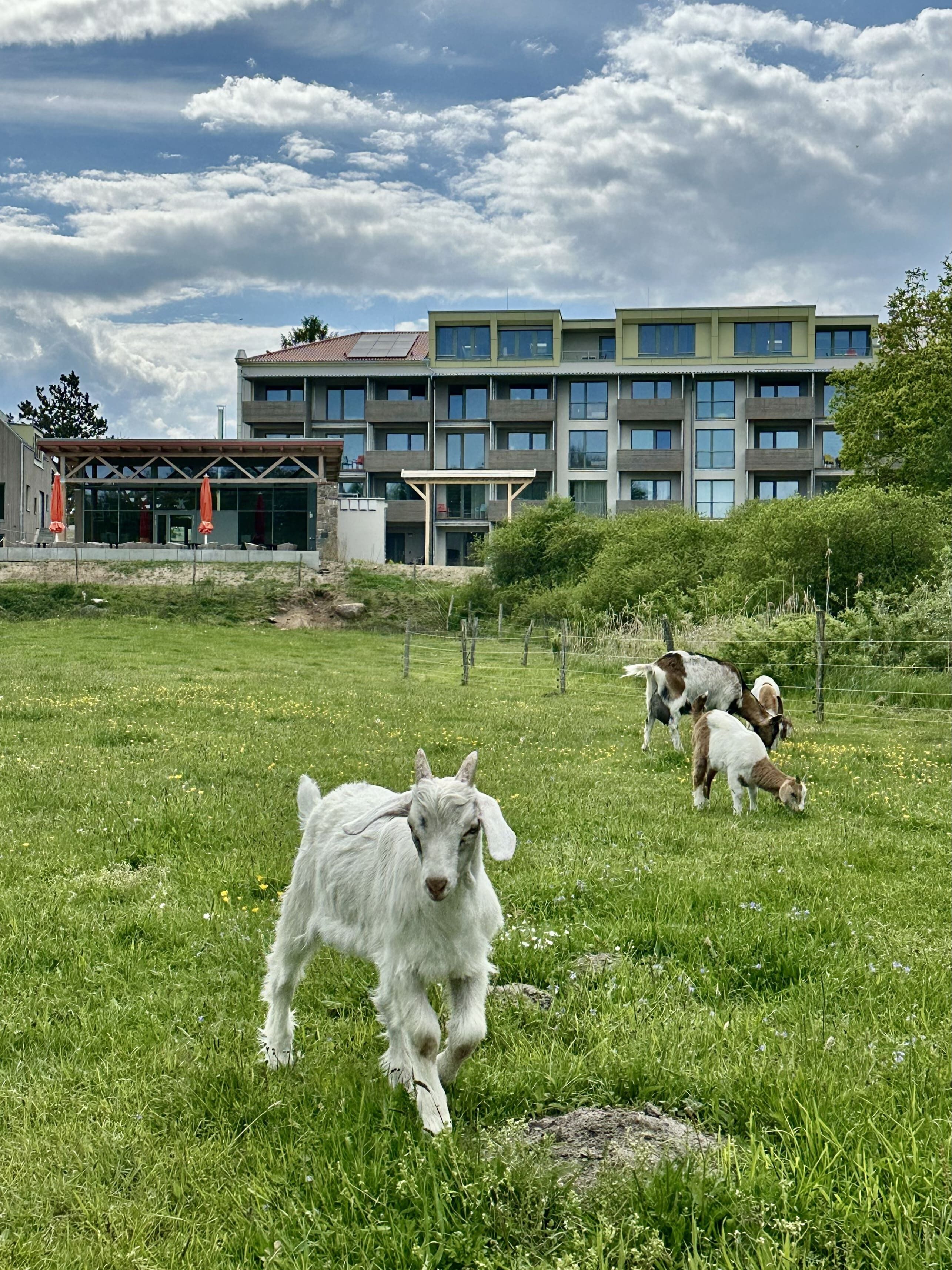 Um campo gramado com um edifício ao fundo.