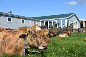 Um celeiro com telhado verde e detalhes brancos, rodeado por vacas pastando num campo gramado.