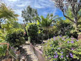 Um caminho no jardim com um varal de roupa, rodeado por diversas plantas e árvores.